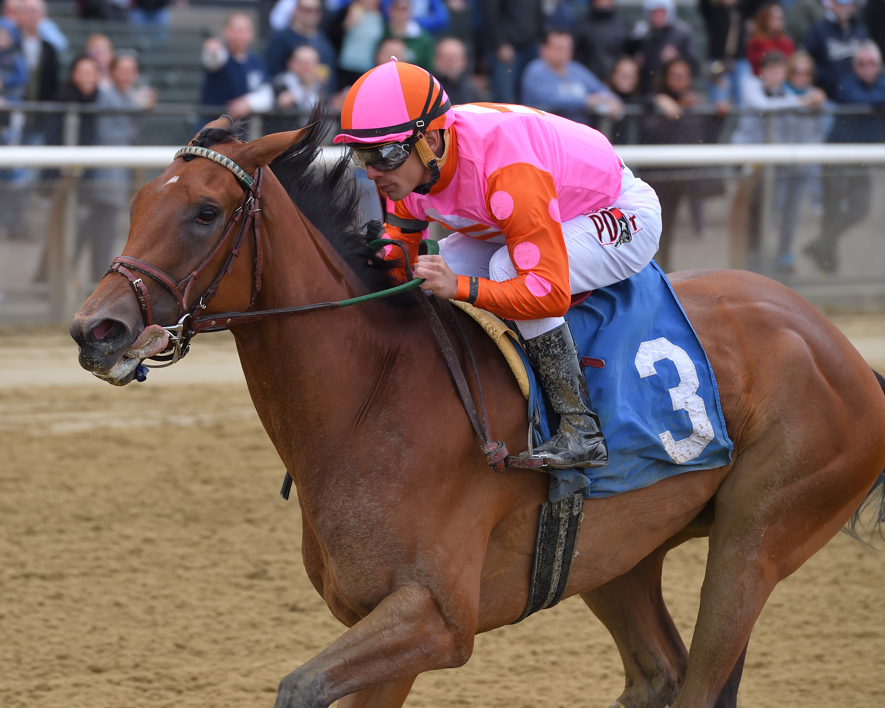 Fields coming together for Belmont Stakes Racing Festival stakes ...